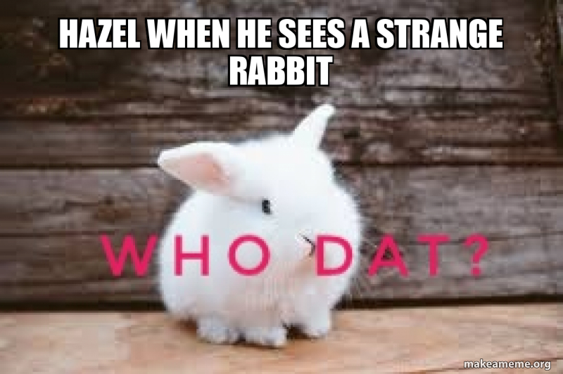 Hazel when he sees a strange rabbit Meme Generator
