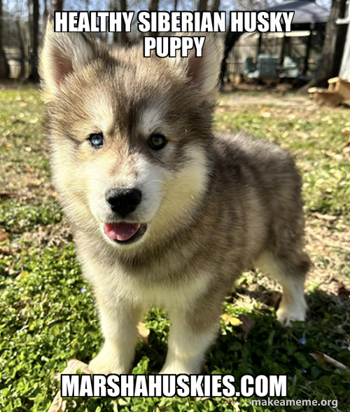 Healthy Siberian Husky Puppy marshahuskies.com Meme Generator