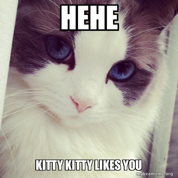 Hehe kitty kitty likes you - Ridiculously Photogenic Cat Meme Generator