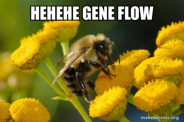 hehehe gene flow - Good Guy Bee Meme Generator