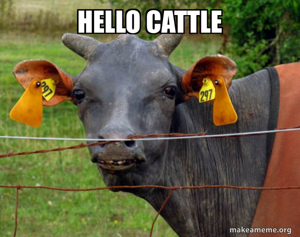 hello cattle - Hairless Cow Meme Generator