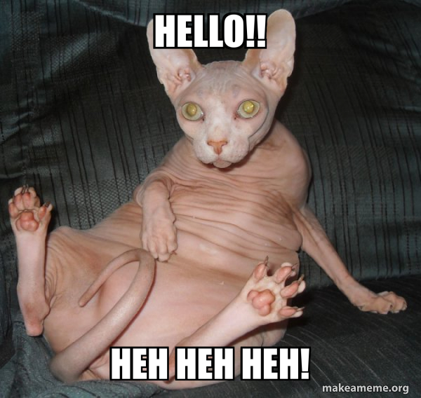 Hello!! Heh heh heh! - Hairless Cat Meme Generator