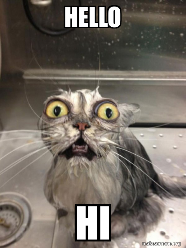 hello hi - Cat bath Meme Generator