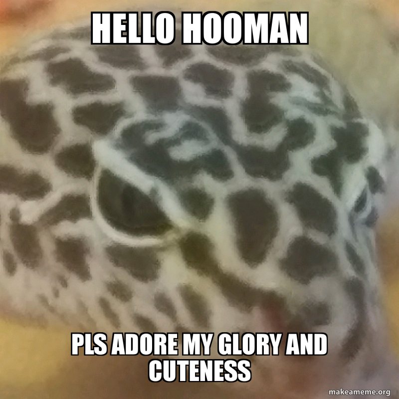 Hello hooman Pls adore my glory and cuteness Meme Generator