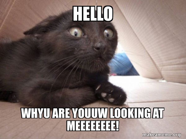 Hello WHYU ARE YOUUW LOOKING AT MEEEEEEEE! - Schitzo Cat Meme Generator