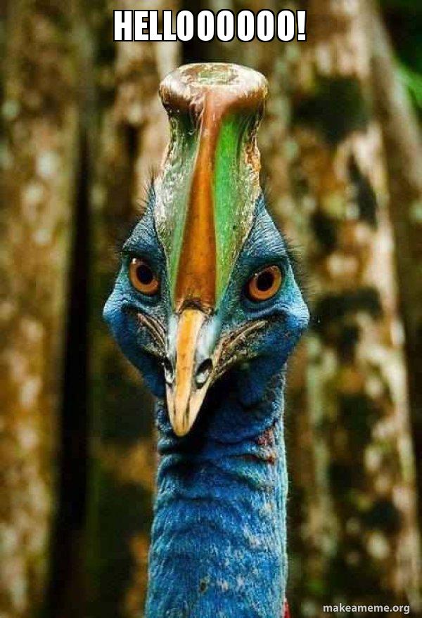 Helloooooo! - The Casowary Meme Generator