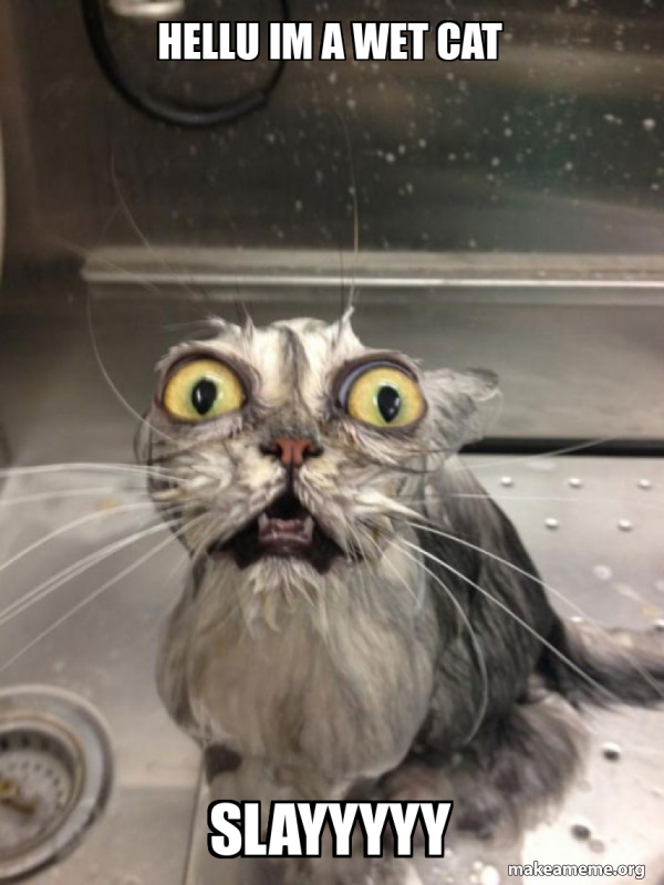 Hellu im a wet cat Slayyyyy - Cat bath Meme Generator