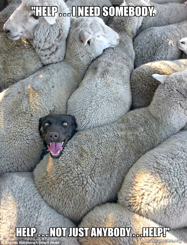 "Help . . . I need somebody. Help . . . not just anybody . . .Help ...