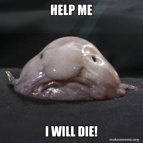 help me I will die! - Blobfish Meme Generator