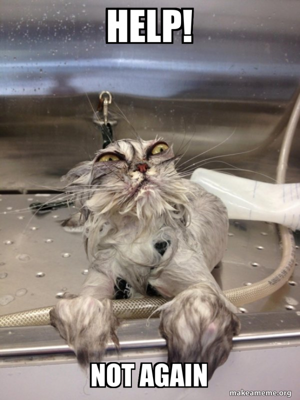 help! not again - Cat Bath Returns Meme Generator