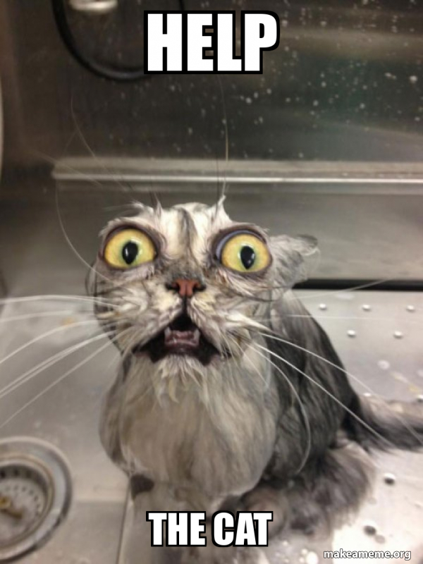 Help The cat - Cat bath Meme Generator