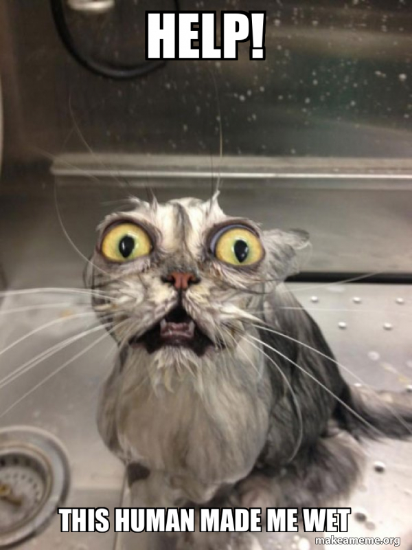 HELP! THIS HUMAN MADE ME WET - Cat bath Meme Generator