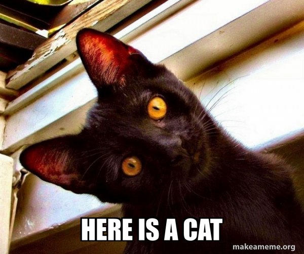 Here is a cat - Overly Attached Cat Meme Generator
