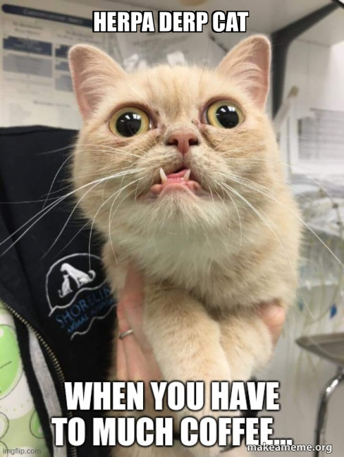 Herpa derp cat Meme Generator