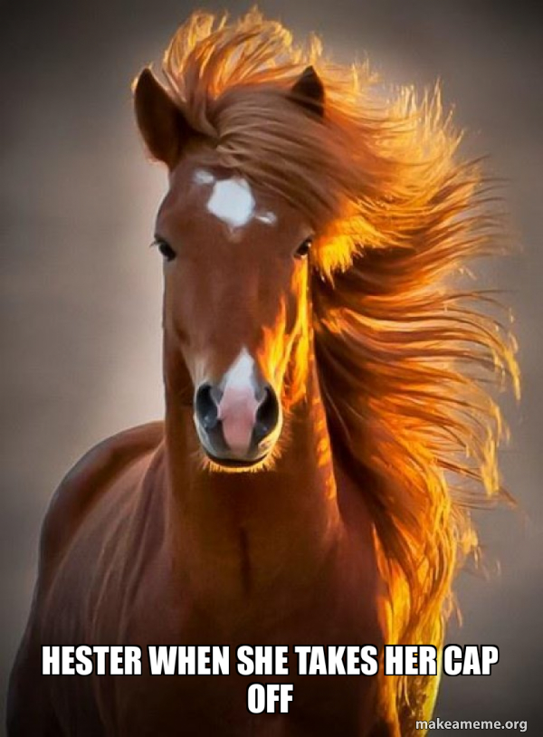 Hester when she takes her cap off - Ridiculously photogenic horse Meme ...