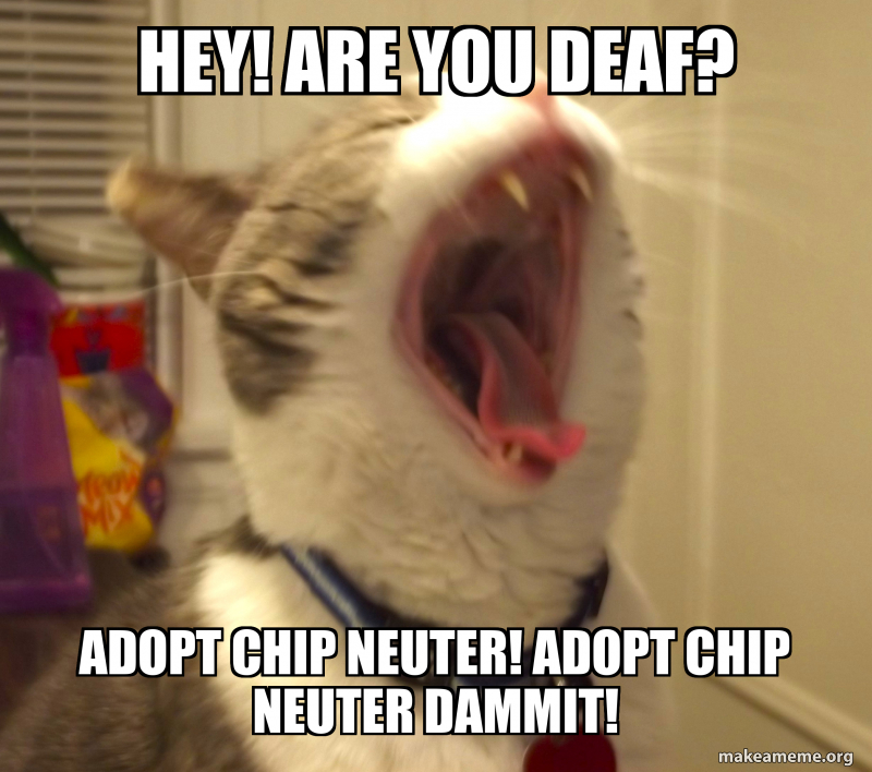 hey! are you deaf? adopt chip neuter! adopt chip neuter dammit! Meme ...