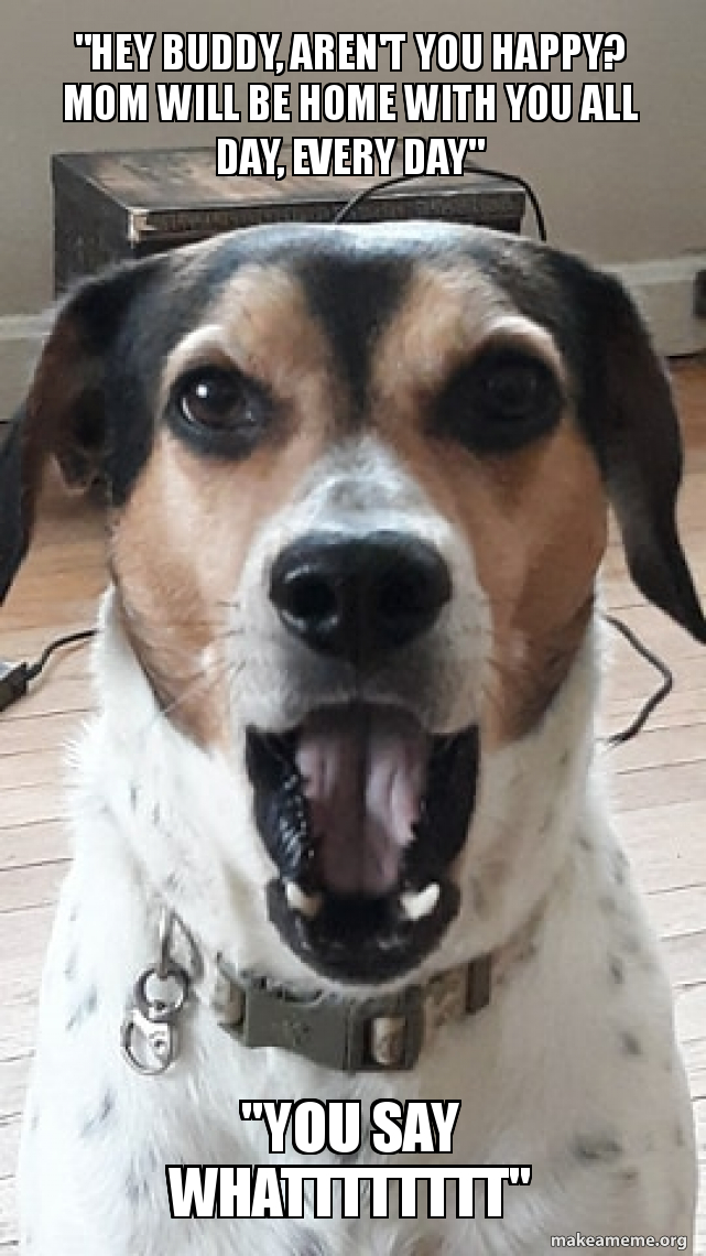 "hey buddy, aren't you happy? mom will be home with you all day, every ...