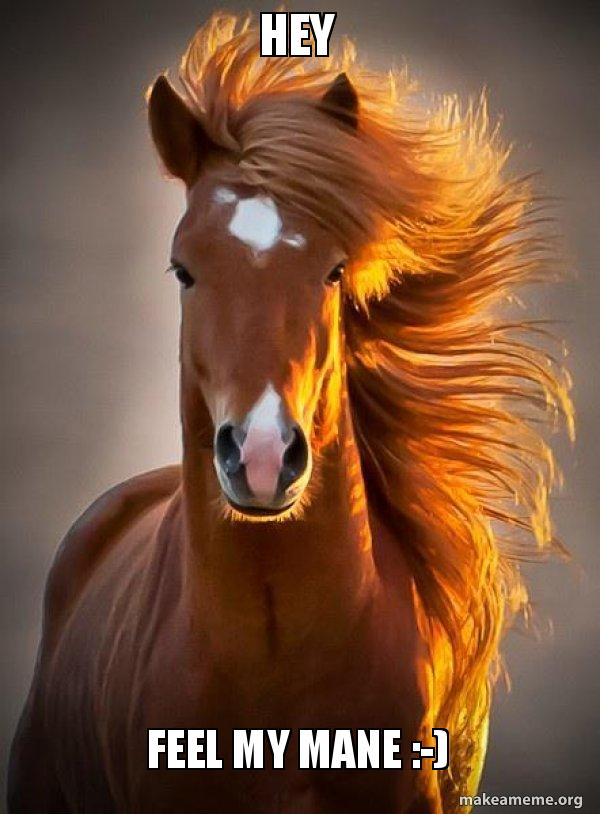 hey feel my mane :-) - Ridiculously photogenic horse Meme Generator