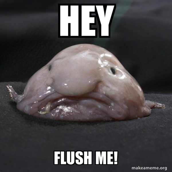 Hey Flush me! - Blobfish Meme Generator