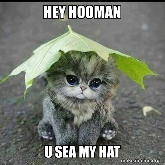 hey hooman u sea my hat - leaf kitten Meme Generator