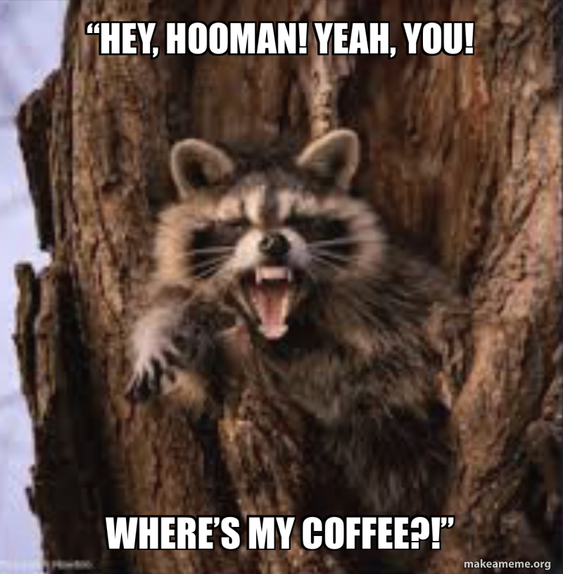 “Hey, hooman! Yeah, you! Where’s my coffee?!” - Angry coffee raccoon Meme Generator