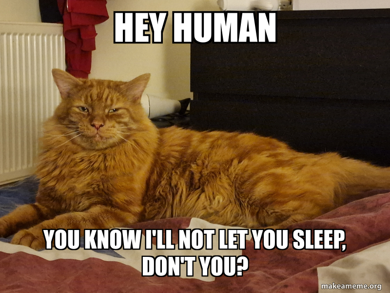 Hey human You know I'll not let you sleep, don't you? Meme Generator