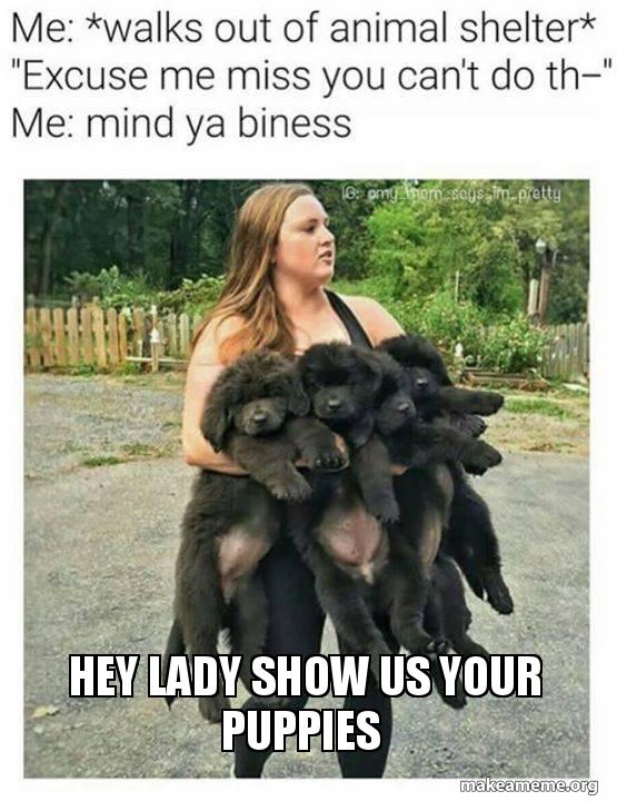 Hey Lady show us your Puppies Meme Generator