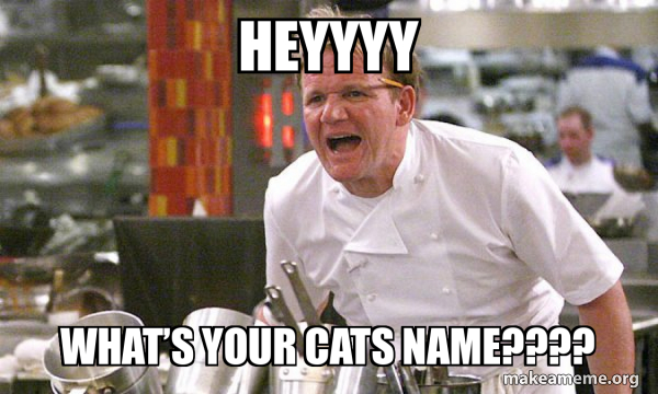 Heyyyy What’s your cats name???? - Gordon Ramsay Hell's Kitchen Meme ...