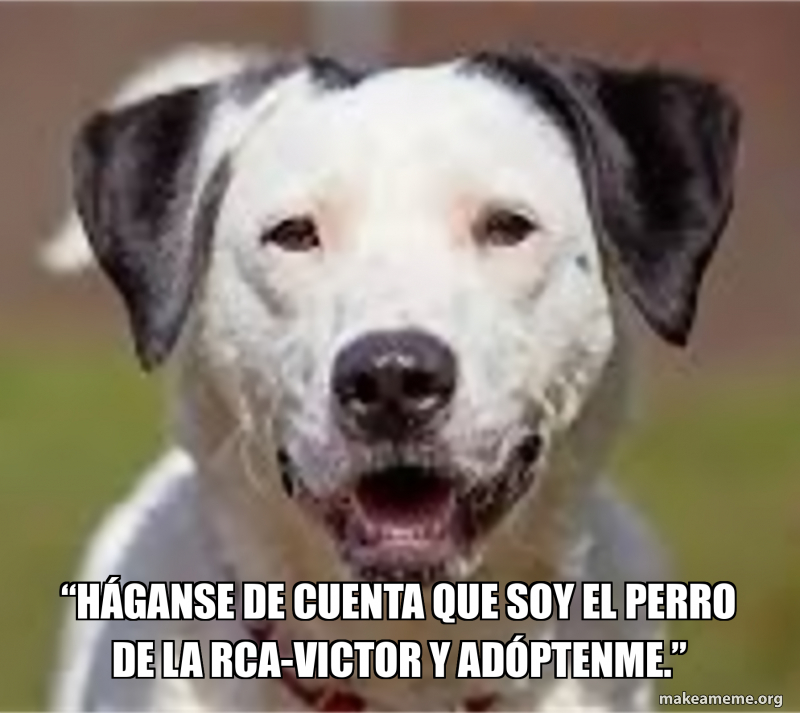 Memes El Perro 28 Memes De Perros Que Te Harán Derramar Lágrimas De