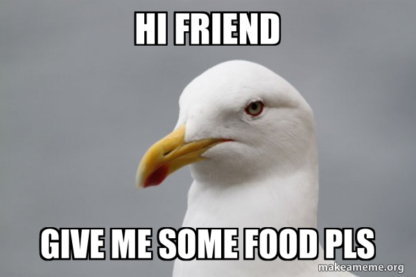 hi friend give me some food pls - Stuff That Didn't Happen Seagull Meme ...