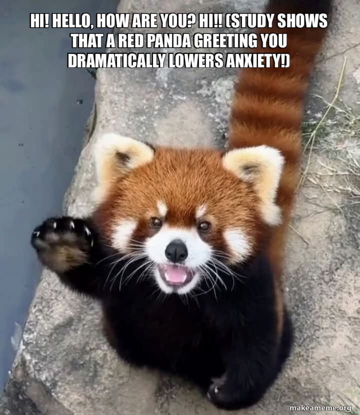 Hi! Hello, how are you? Hi!! (Study shows that a red panda greeting you ...