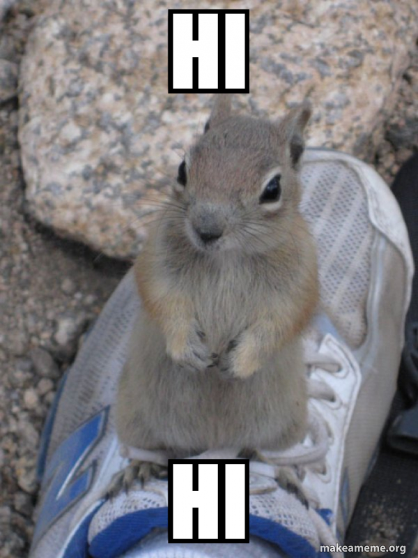 hi hi - Standover Squirrel Meme Generator