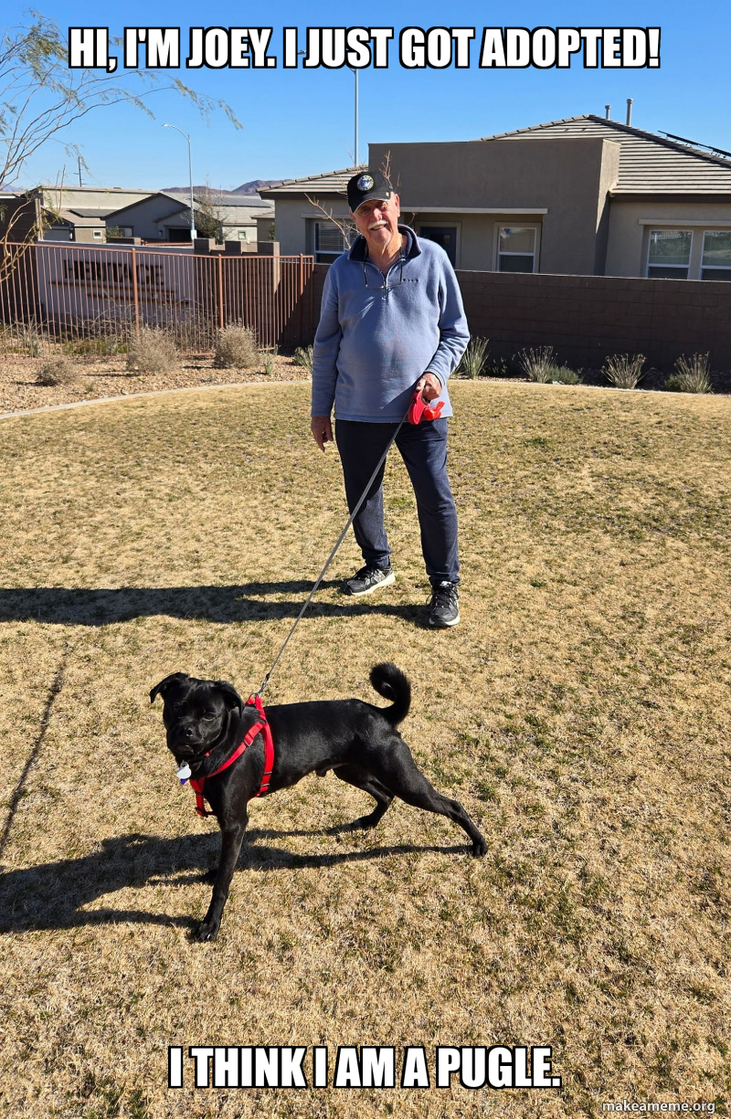 hi, i'm joey. i just got adopted! i think i am a pugle. Meme Generator