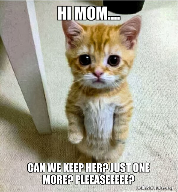 HI MOM.... CAN WE KEEP HER? JUST ONE MORE? PLEEASEEEEE? - Cute Cat ...