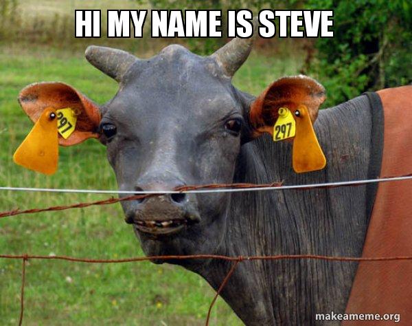 Hi my name is steve - Hairless Cow Meme Generator