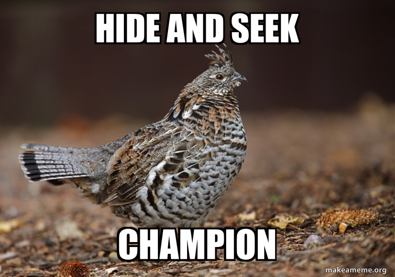 Hide and seek CHAMPION Meme Generator