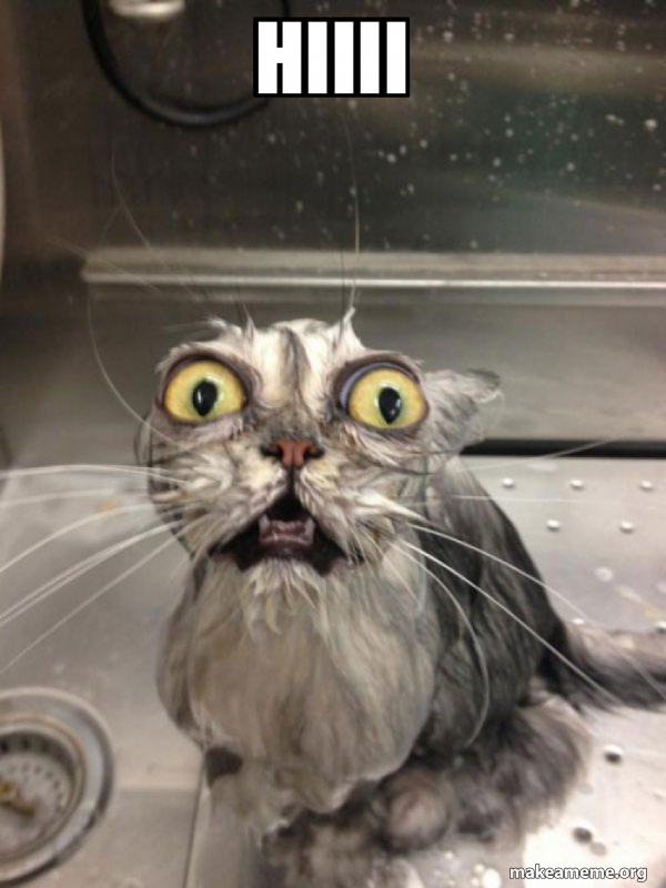 hiiii - Cat bath Meme Generator