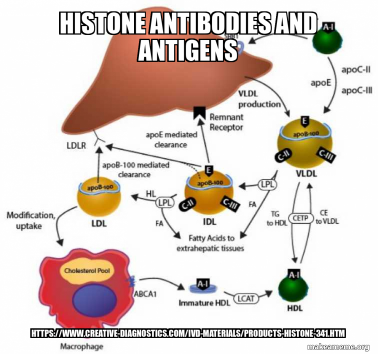 Histone Antibodies and Antigens https://www.creative-diagnostics.com ...