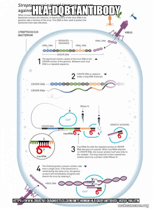 HLA-DQB1 Antibody https://www.creative-diagnostics.com/Anti-Human-HLA ...
