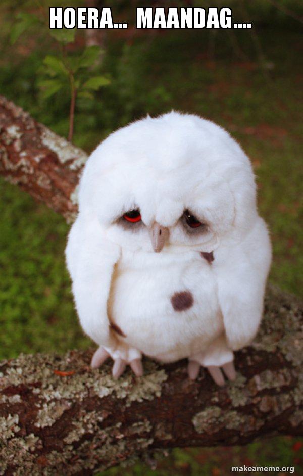 Hoera Meme