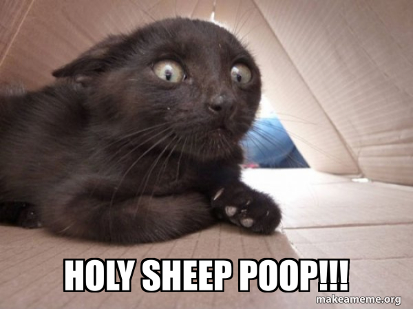 Holy Sheep Poop!!! - Schitzo Cat Meme Generator