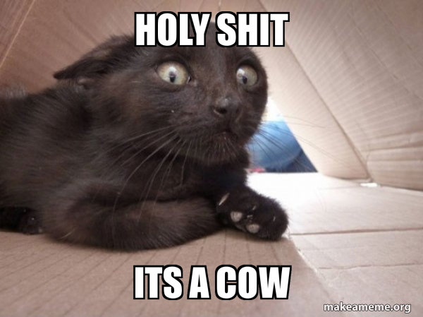 holy shit its a cow - Schitzo Cat Meme Generator