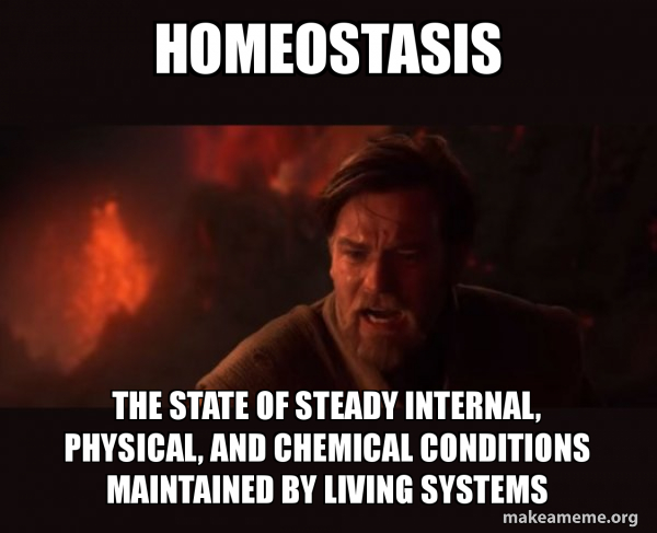 HOMEOSTASIS the state of steady internal, physical, and chemical ...