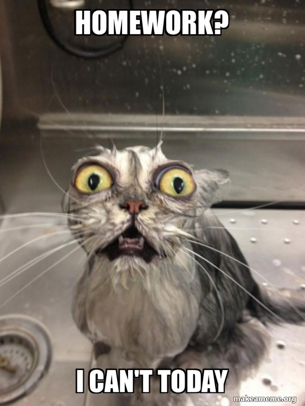 homework? I can't today - Cat bath Meme Generator