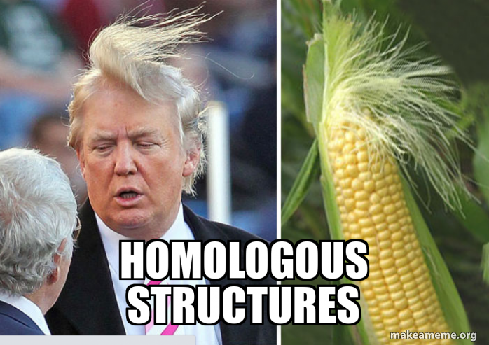 homologous structures Meme Generator