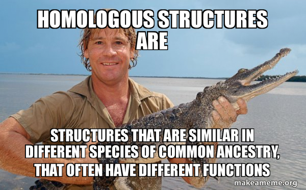 Homologous structures are structures that are similar in different ...
