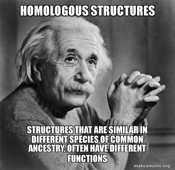 Homologous Structures structures that are similar in different species ...