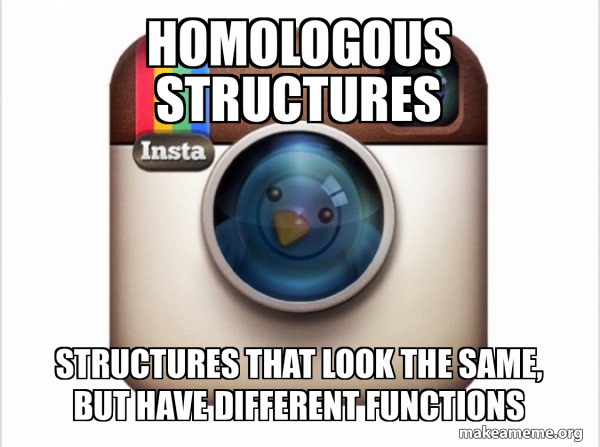 Homologous Structures Structures that look the same, but have different ...