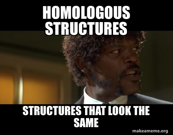 Homologous Structures Structures that look the same - Samuel L Jackson ...