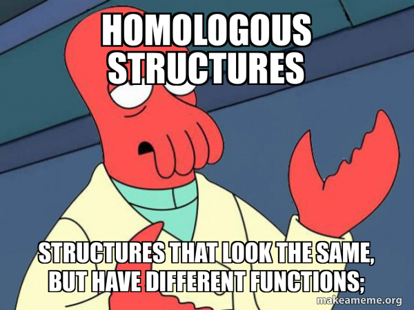 Homologous Structures structures that look the same, but have different ...